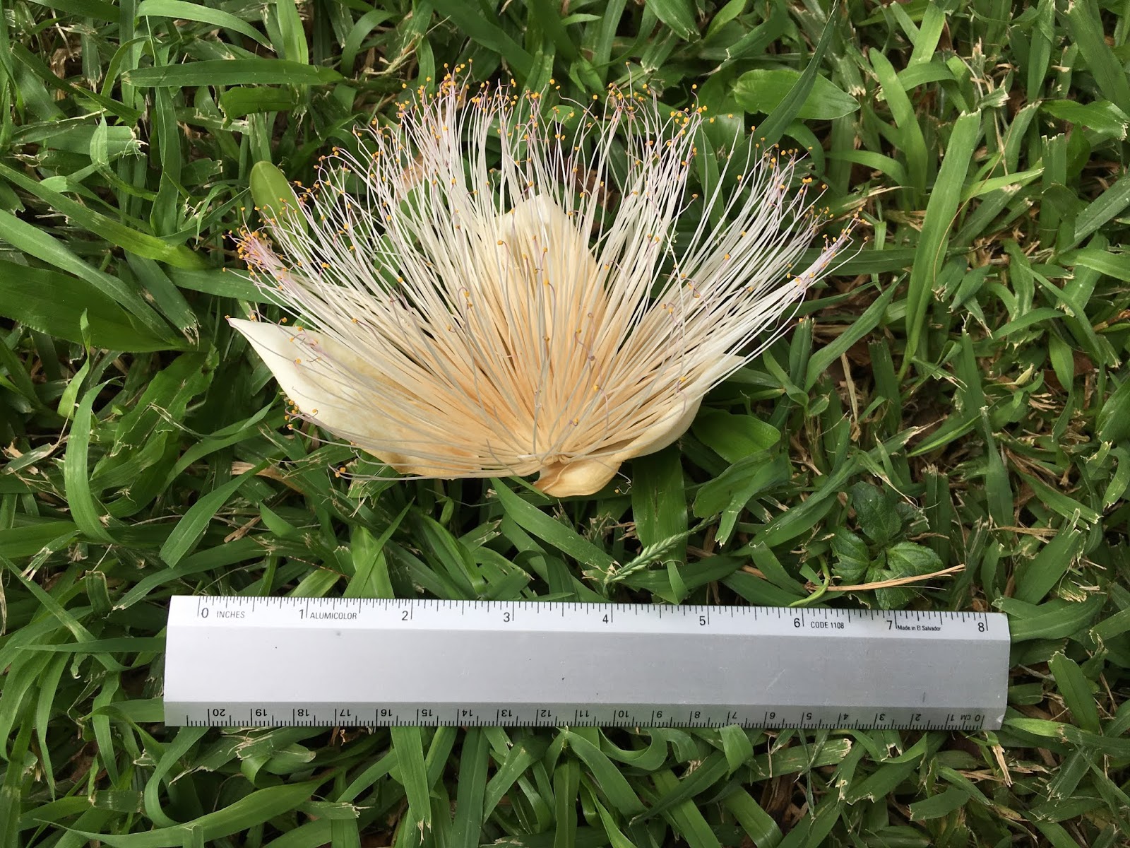 Barringtonia asiatica (Barringtonia)