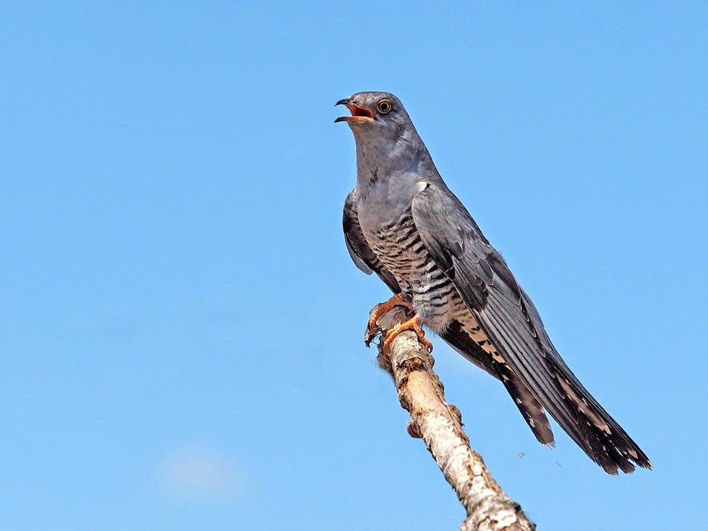 MIS AMIGAS LAS AVES: Cuco común (Cuculus canorus) ¡¡me sigue visitando.¡¡