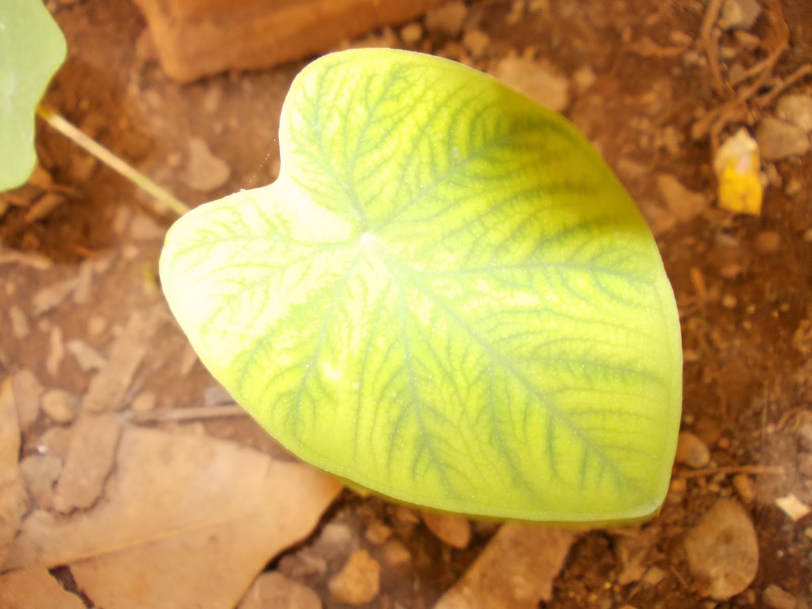 Speaking Pictures: May 2011