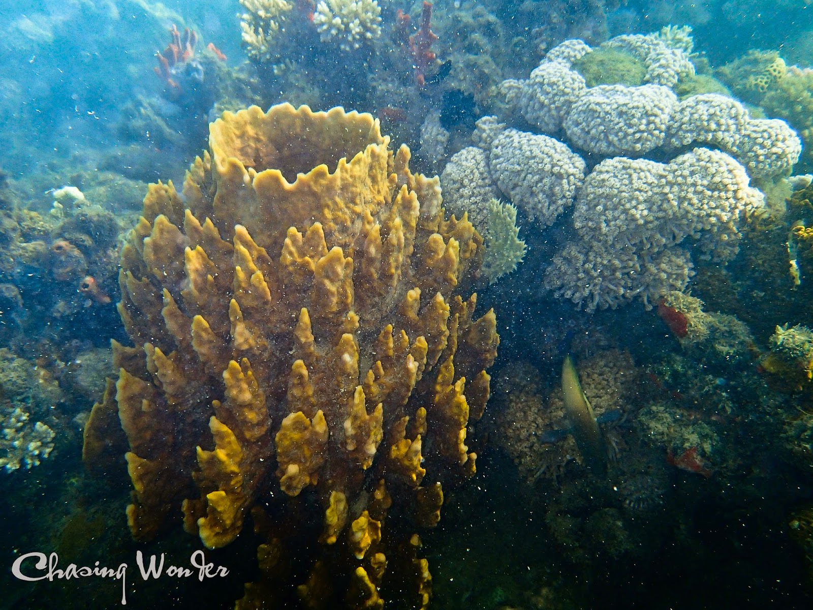 Chasing Wonder: Pambato Reef - Honda Bay, Palawan