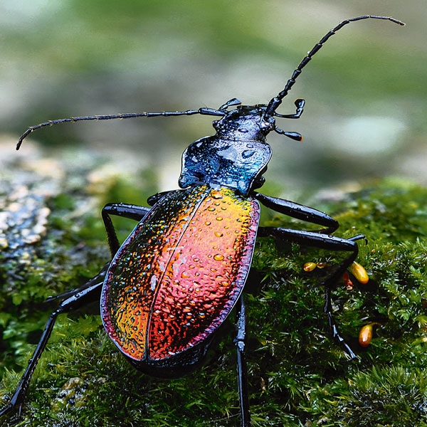 Animalia: Hyper Nature, de Philippe Martin