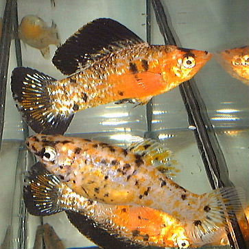 Shamudra Bilash: Sword Tail & Molly Fish