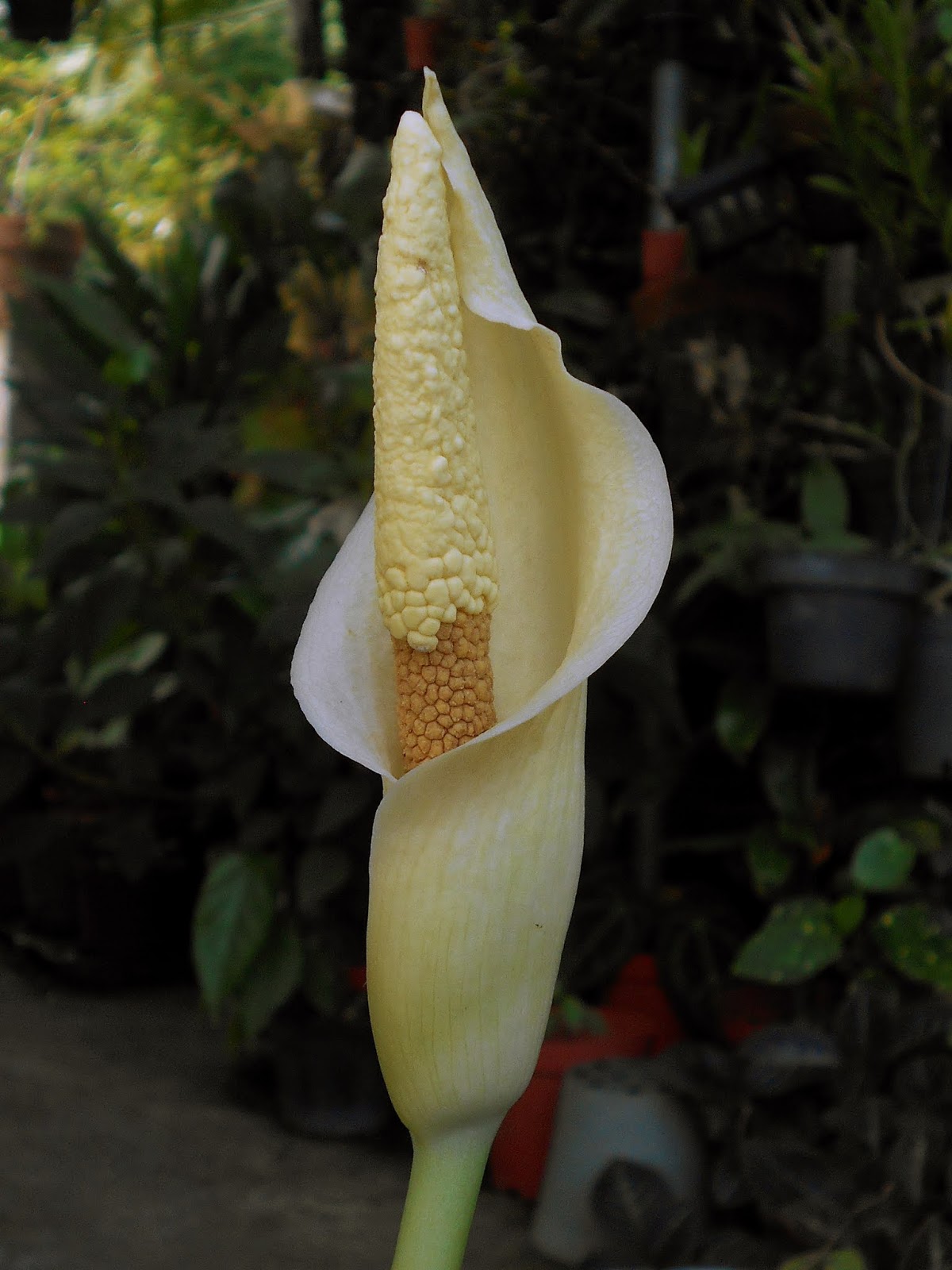 Of philosophy and Amorphophallus