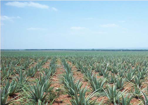 Forever Living: Aloe Vera, Nutrition, Drinks, Cosmetics: Forever Living ...