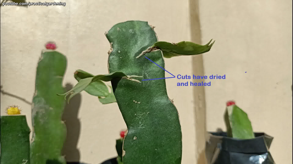 Practical Gardening: Grafting Christmas Cactus to Dragon Fruit Plant