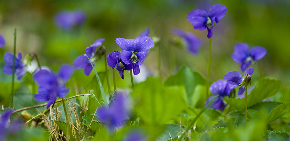 The 3 Foragers: Foraging for Wild, Natural, Organic Food: Violets