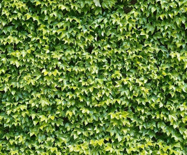 Vite, pianta della longevità - Il Vecchio Speziale