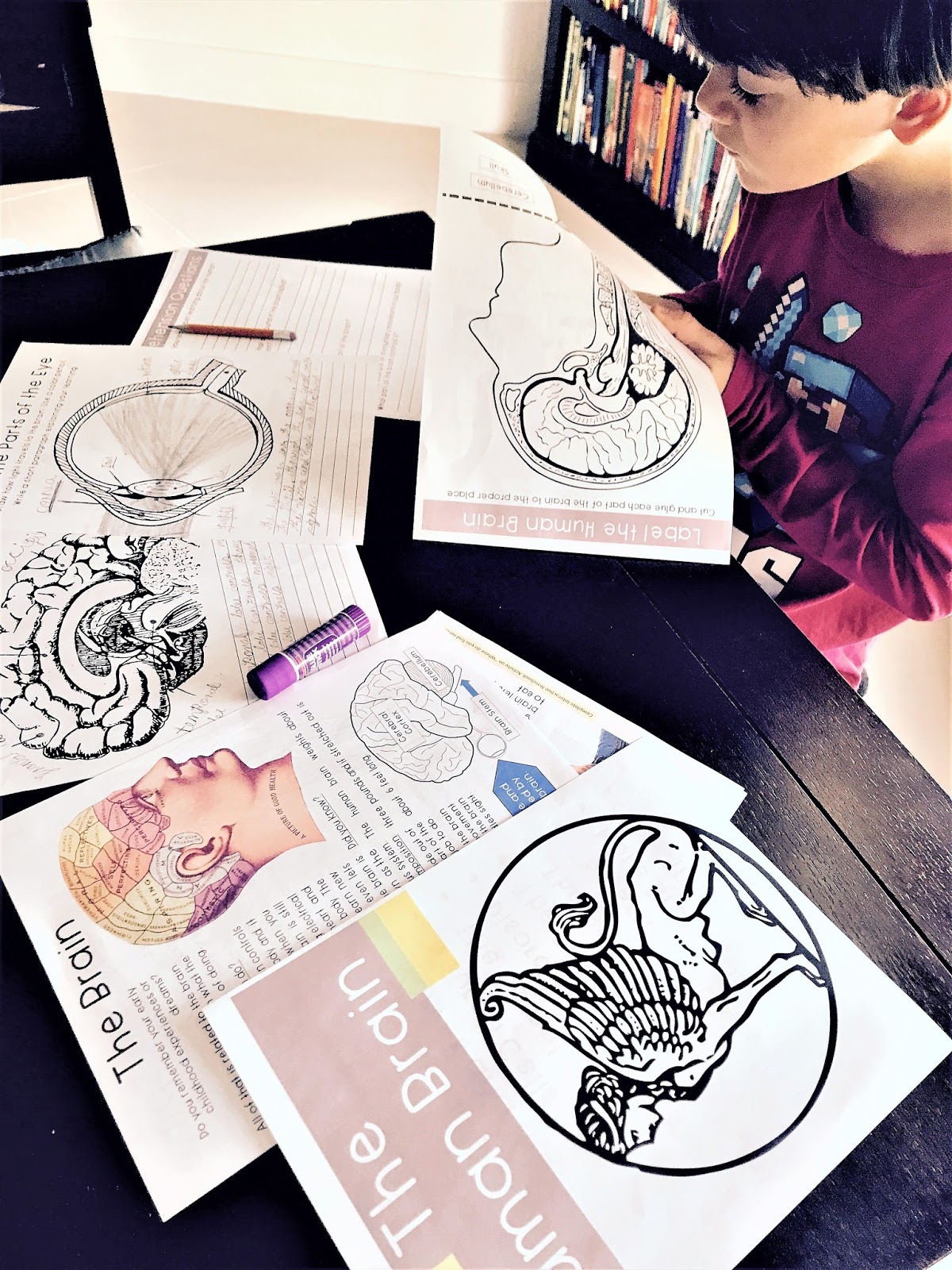 The Hermit Crabs Homeschool: Human Body Nervous System