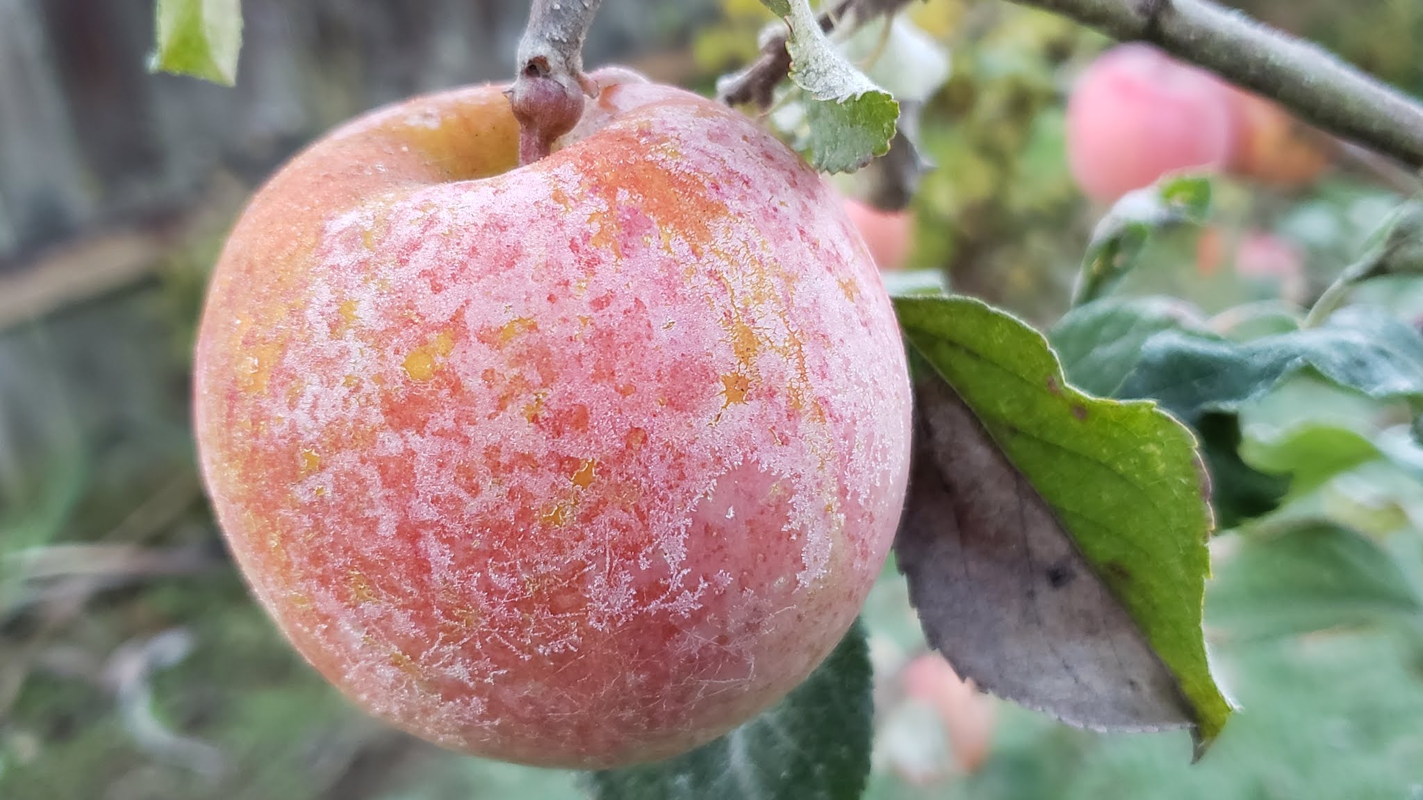 Crafting My World: Homesteading in Suburbia: 2020