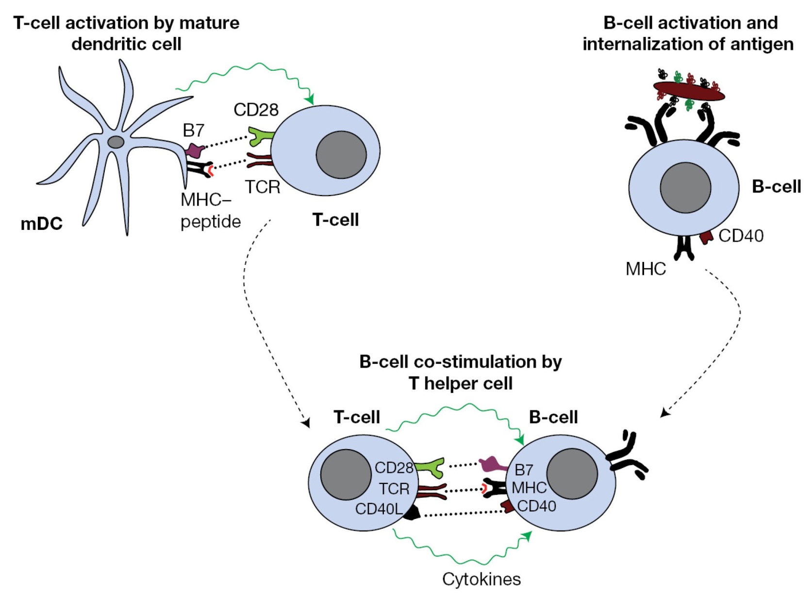 THE NATURE OF B‐CELL ACTIVATION - pediagenosis