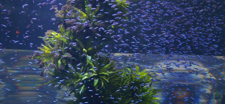 NEON TETRA |The Garden of Eaden
