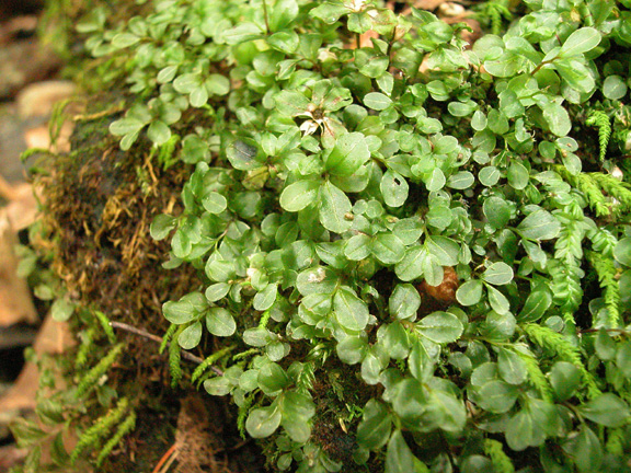 Moss Notes: The Mnium Group