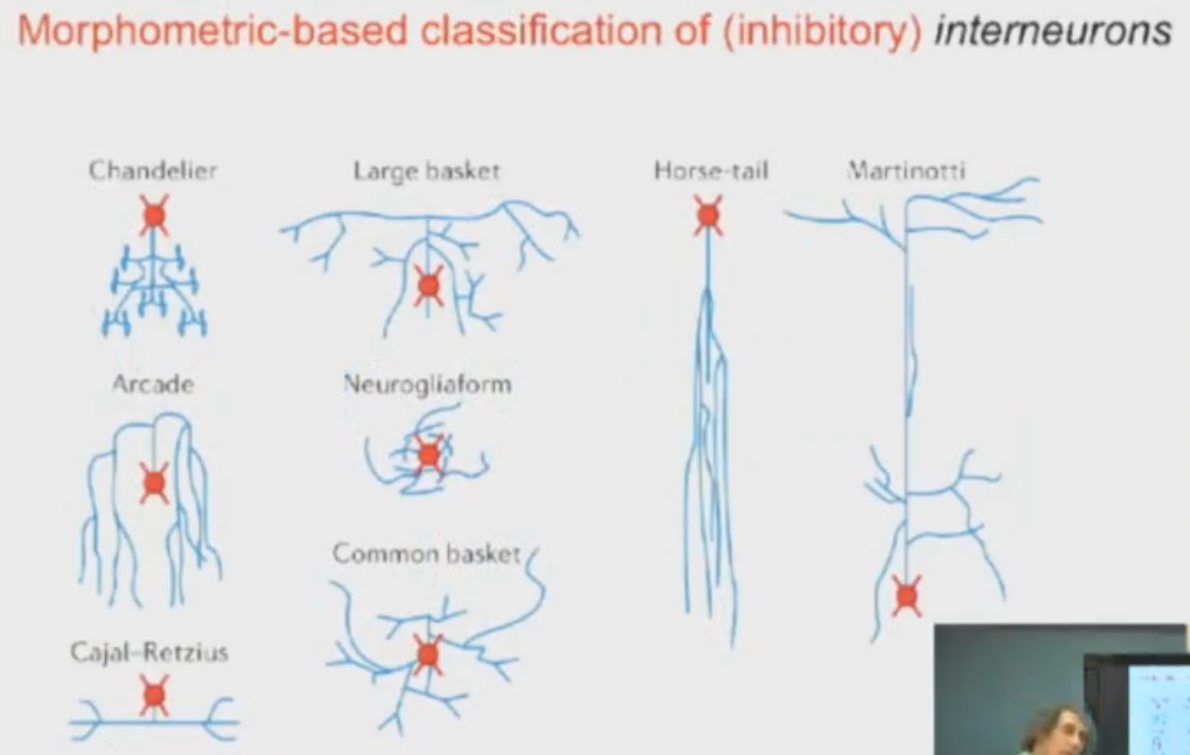 A learner's notebook.: Neuron: Axon, Dendrite, and Synapse