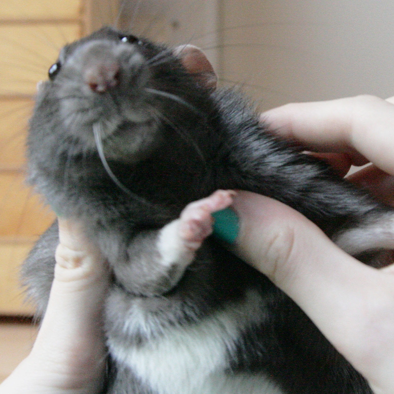 PiggieLuv: Sunday is rattie fun day!