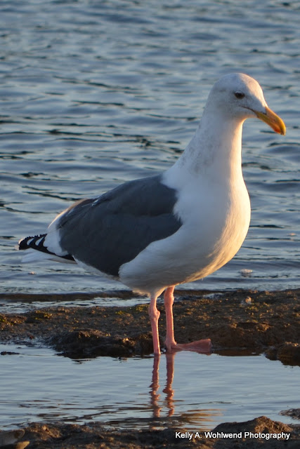 Be Your Best Birder: How To Identify Gulls...A Conundrum