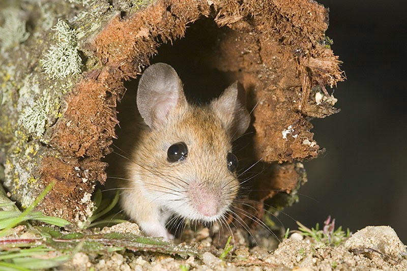 ¿Sabías que ....? Ratones