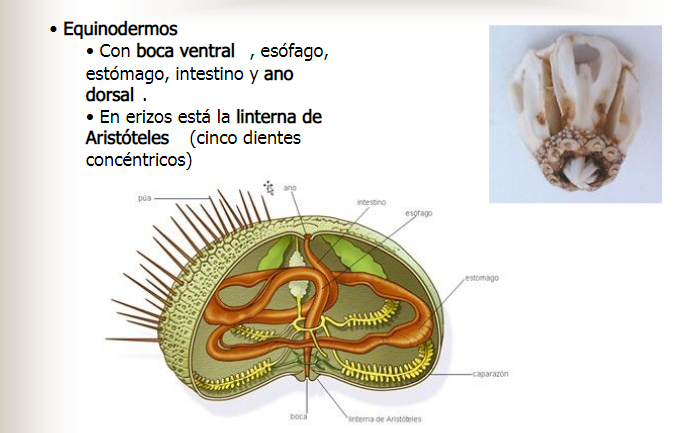 Javier Marco Castellot: Temas 1º Biología y Geología desde Histología