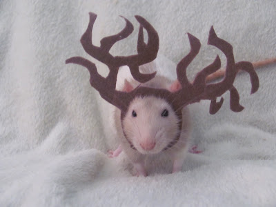 Ringo's Rat Tales: #28 - Reindeer