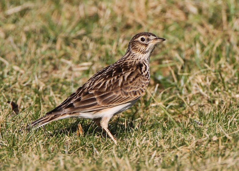Murfs Wildlife : Skylarks Gather