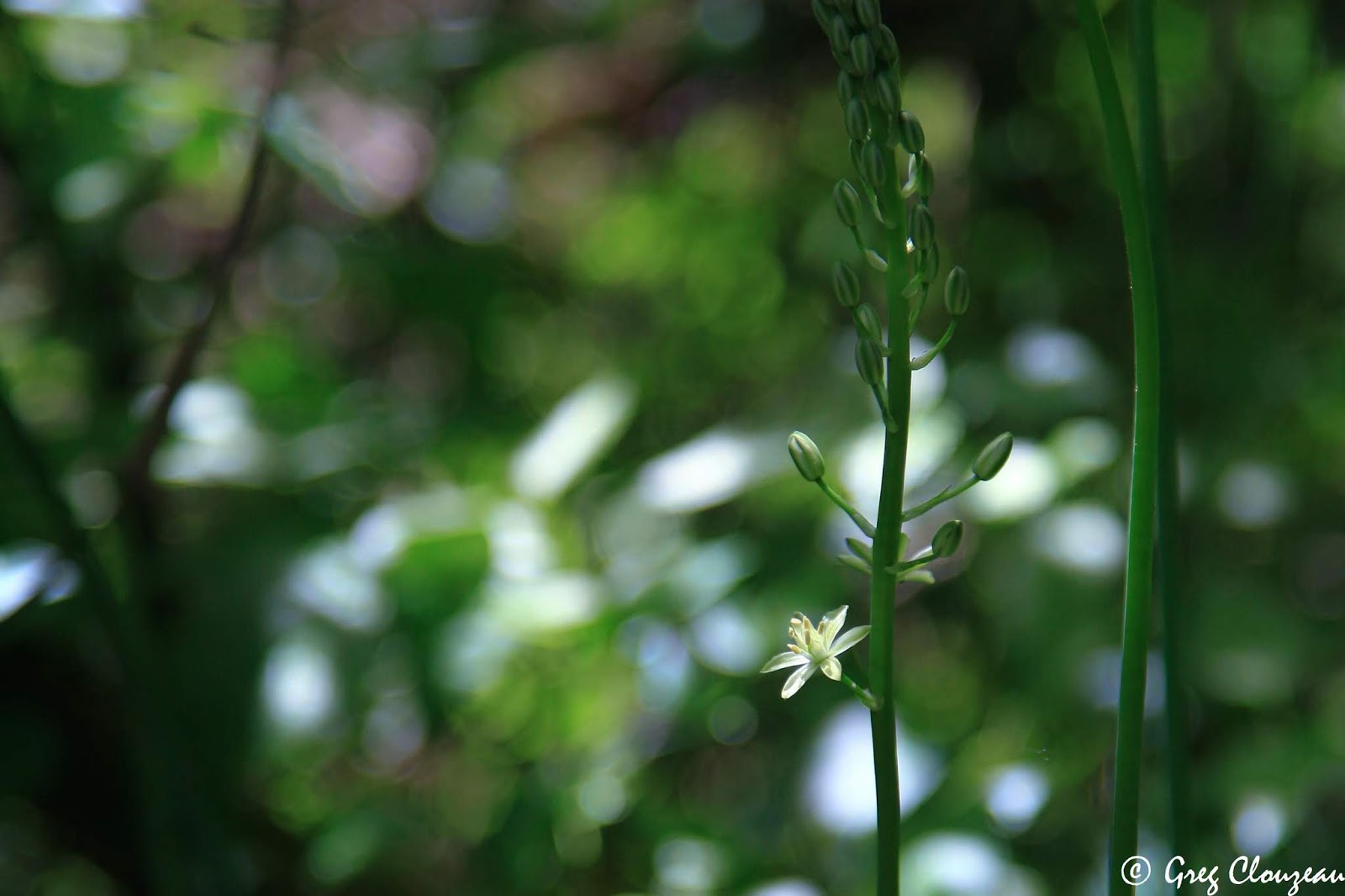 [ESPECE] La Phalangère à fleurs de lis, l'étoile blanche de ...