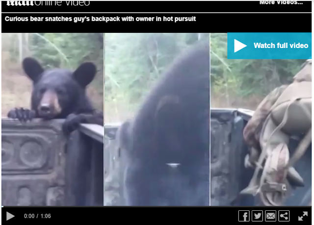 Funny Bear Steals Outdoorsman's Backpack And Doesn't Give A Damn About ...