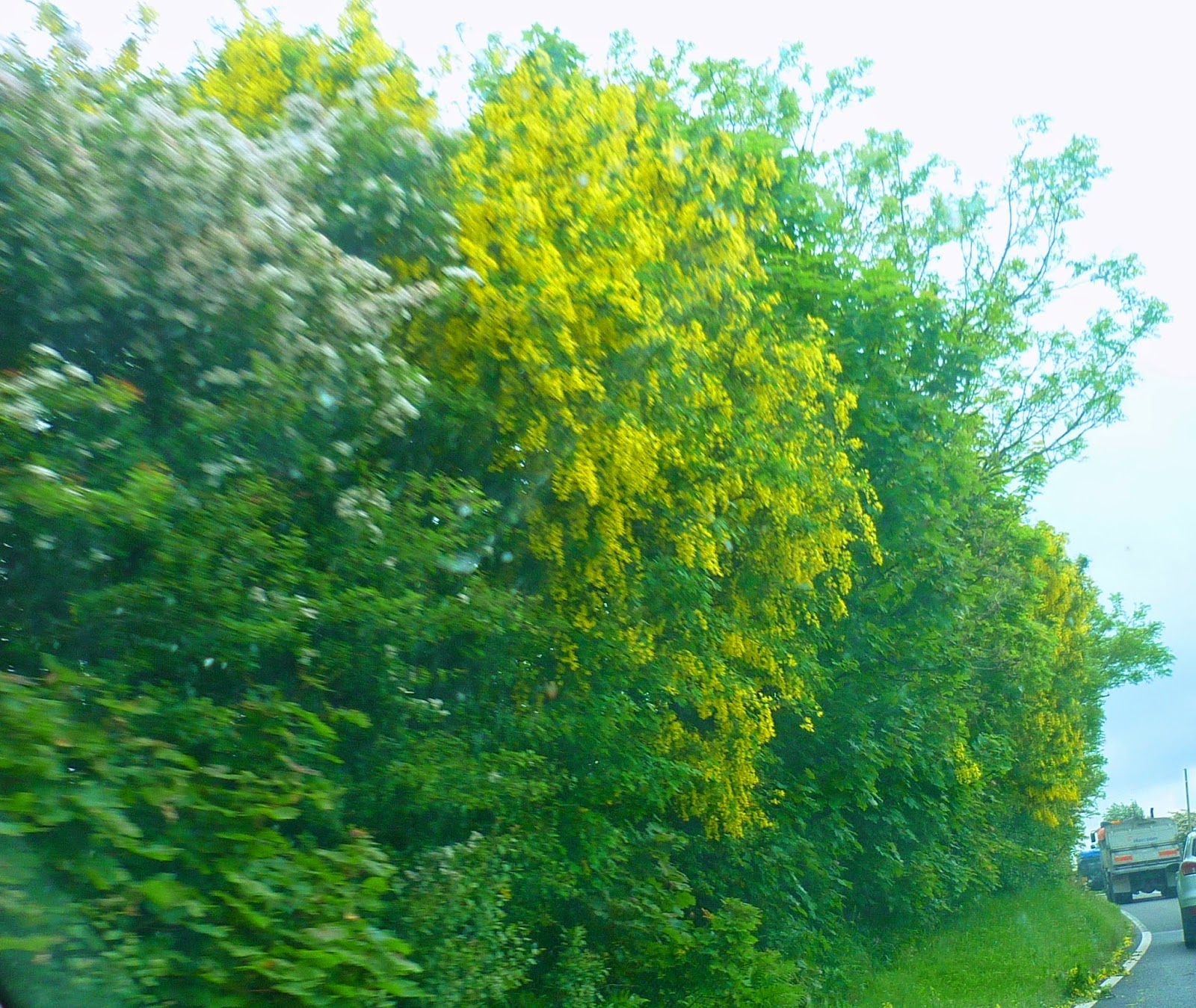 other thoughts: Laburnum Hedges of Ceredigion