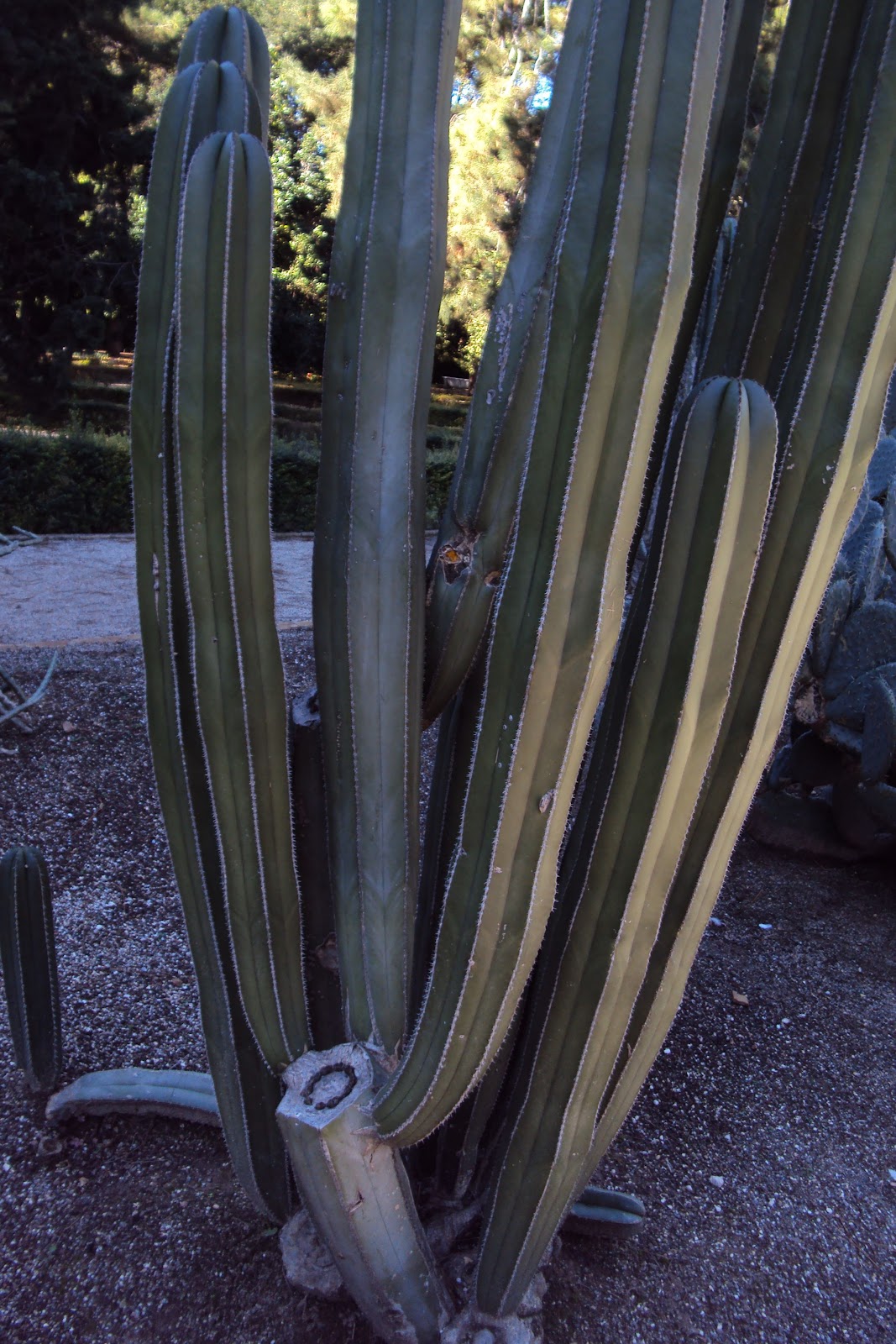 Taxonomía Plantae Magnoliopsida: Phylum Tracheophyta Clase ...