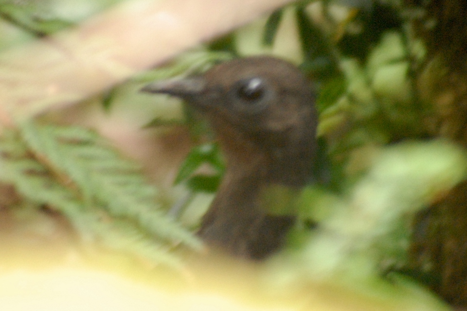 Kay Parkin Birding: Toolangi State Forest and Yarra Ranges National ...