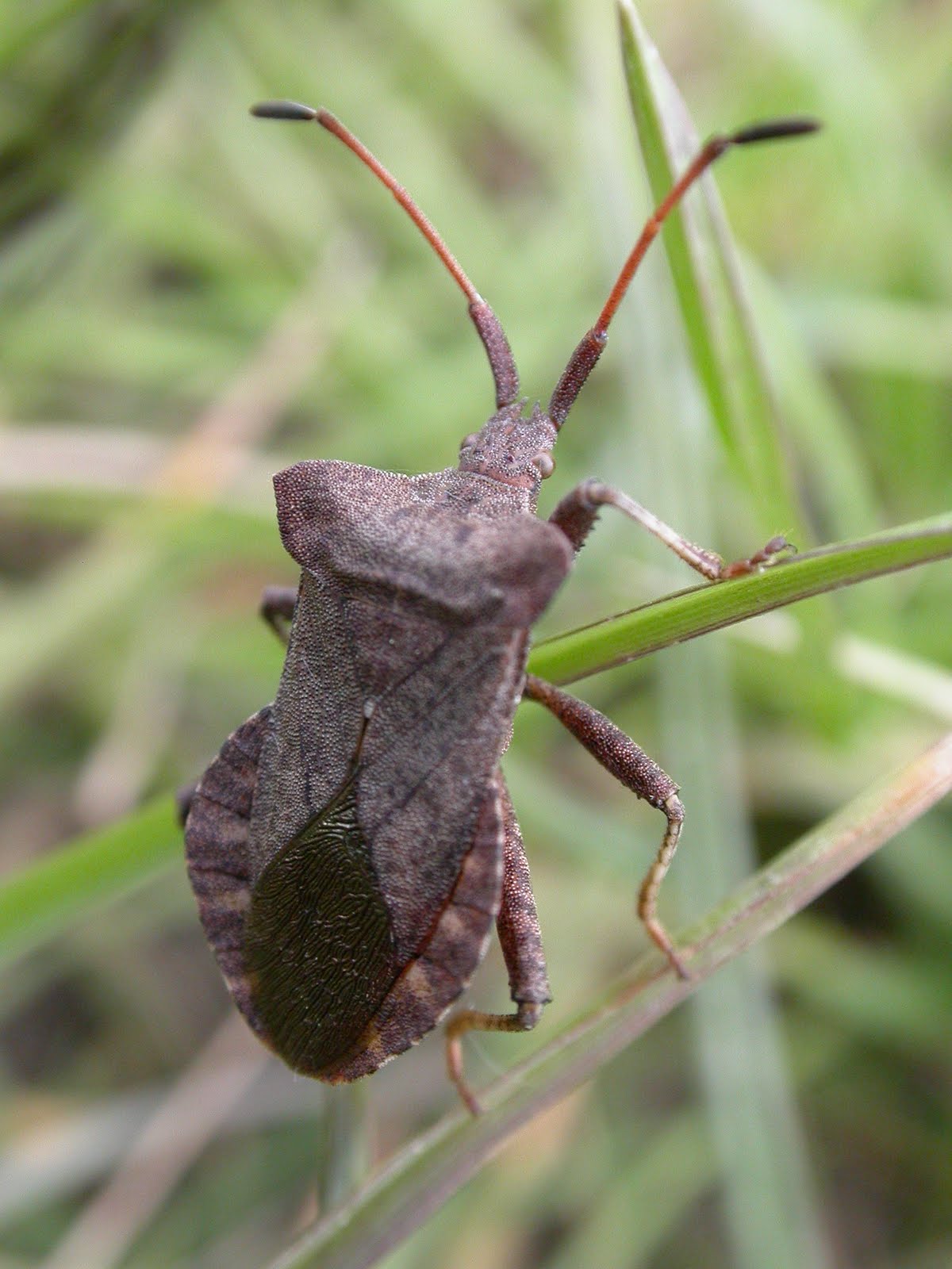 The Lyons Share: First record of rare shield bug for East Sussex!