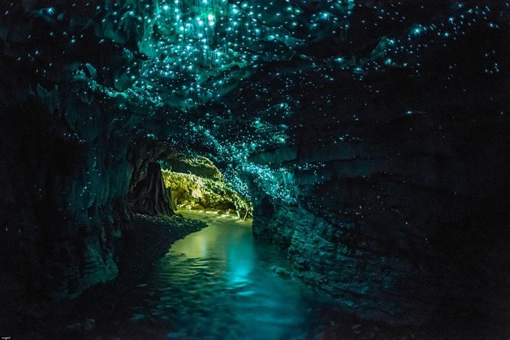 Waitomo Glowworm Caves - The Traveller