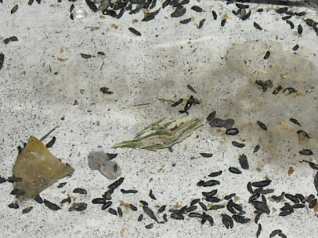 Health Inspector's Notebook: Mouse Infestation - A Food Safety Problem ...