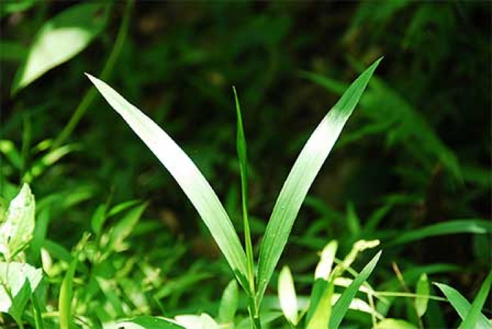 vansaka'blog: BROAD-LEAVED CARPETGRASS (Axonopus compressus)