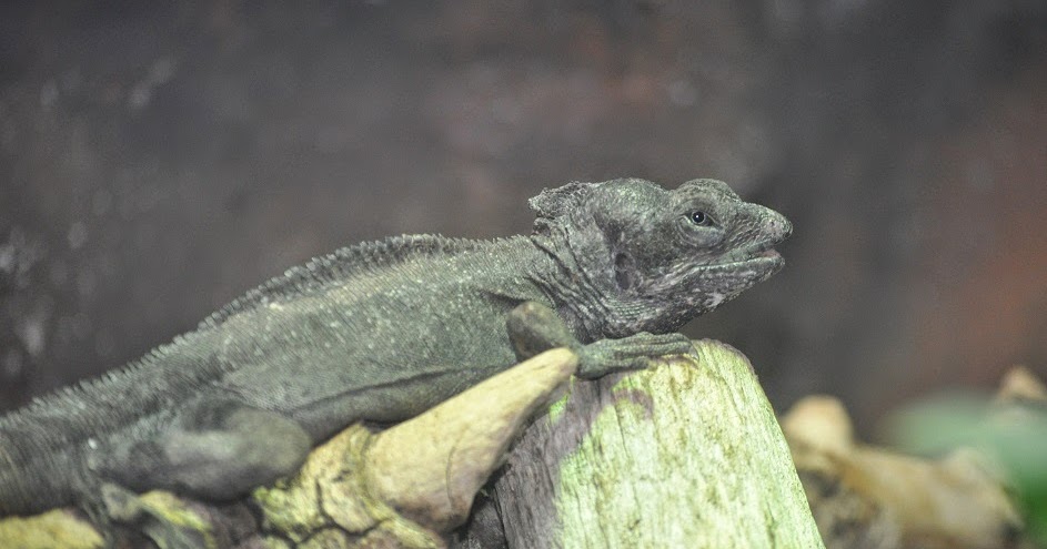 ZOOTOGRAFIANDO (6.100 ANIMALS): BASILISCO MARRÓN (Basiliscus vittatus)