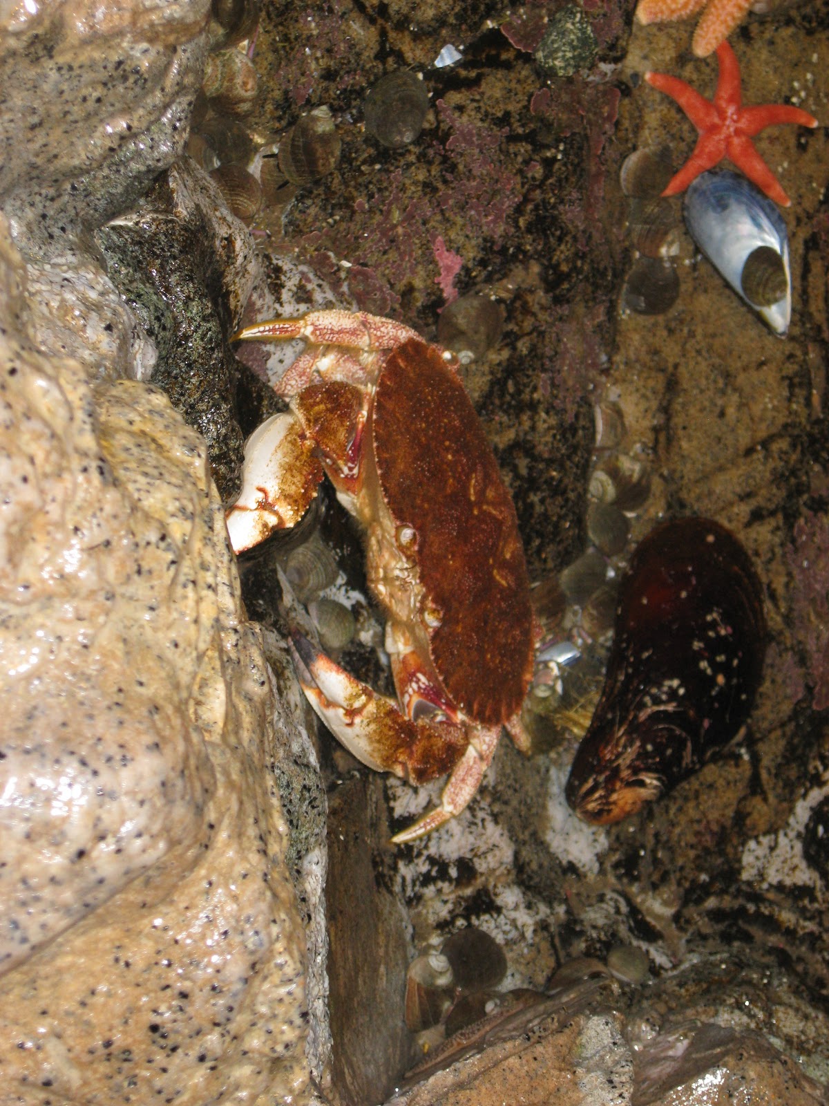 WHS AP Bio 2012: Bernieri: Crustacean