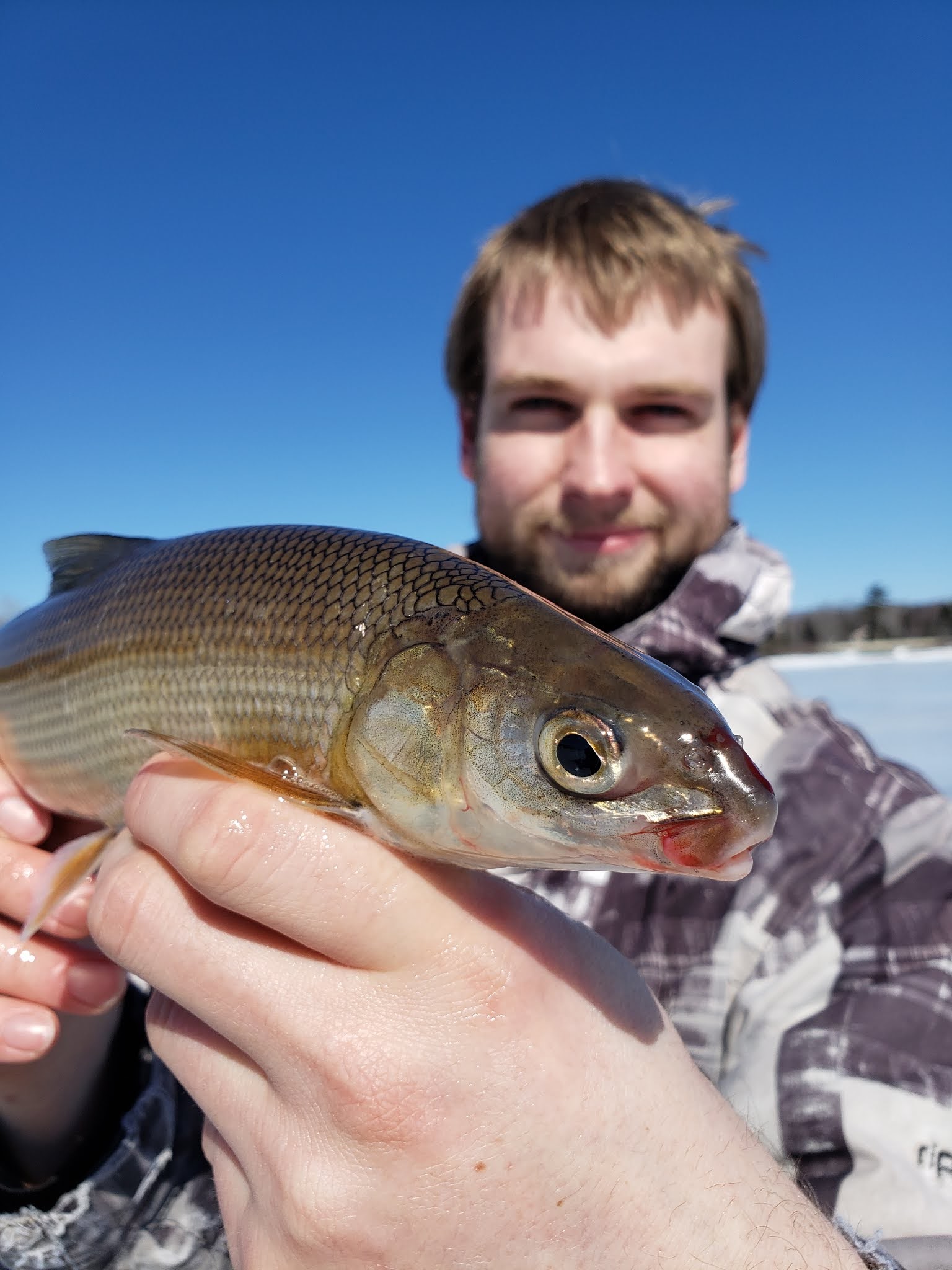 Fish Finding: An Ichthyological Adventure: Round Whitefish Rippin'