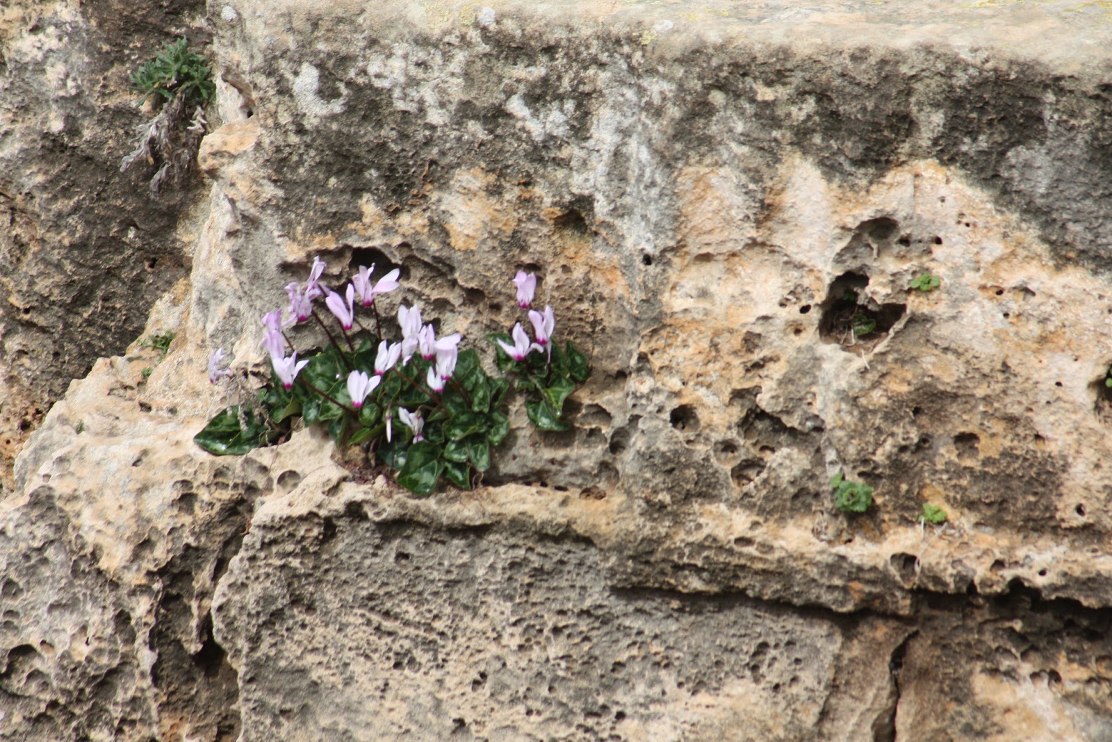 Cyclamen cyprium - Cyprus cyclamen | Travaldo's blog