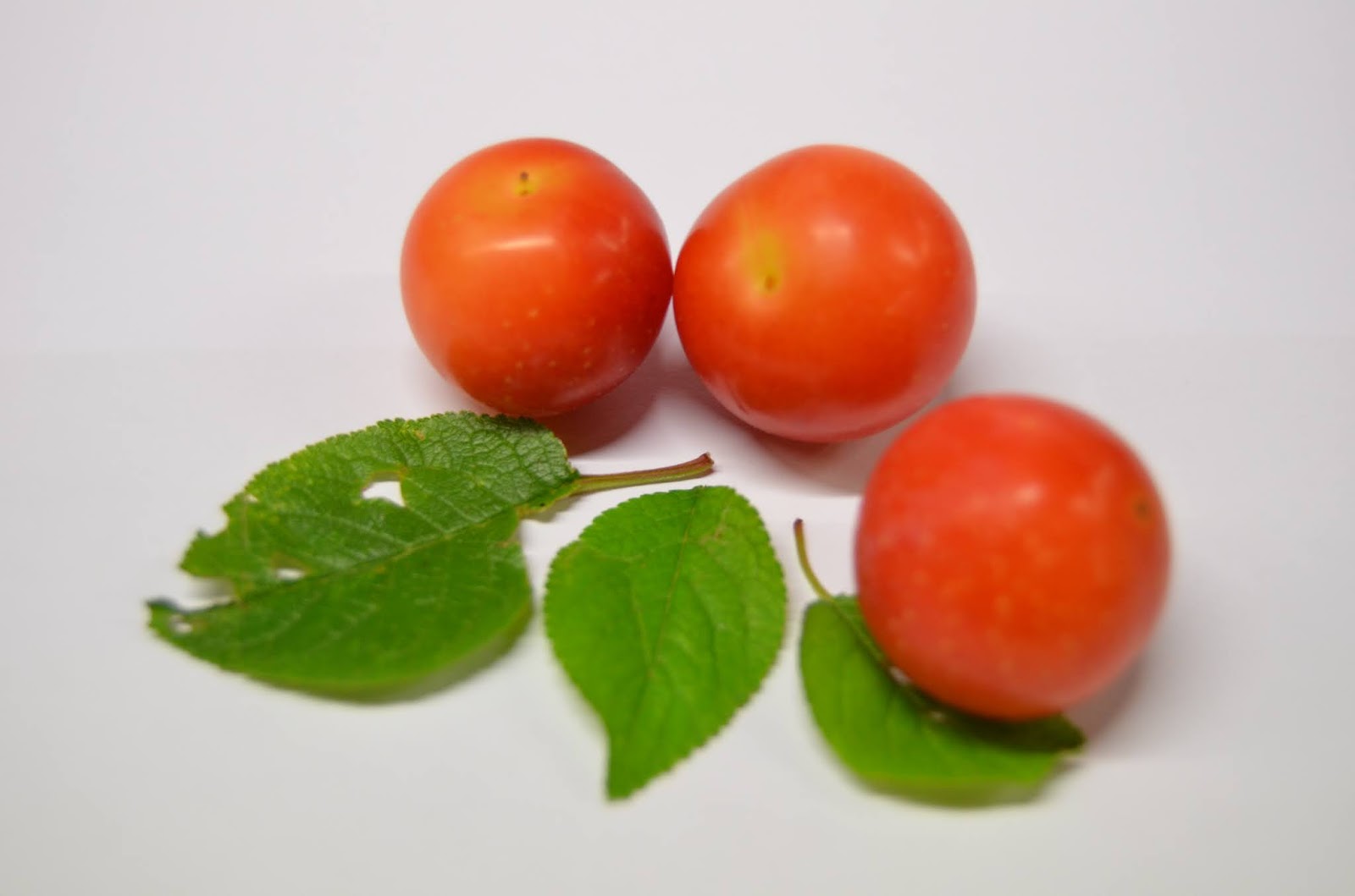Centro de Estudios Borjanos: Un frutal desconocido para nosotros