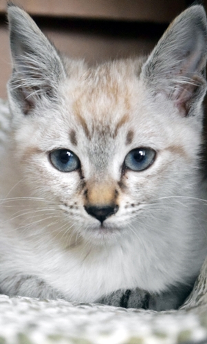 Toca dos Gatinhos - Adoção de Gatos Filhotes e Adultos - SP Capital ...
