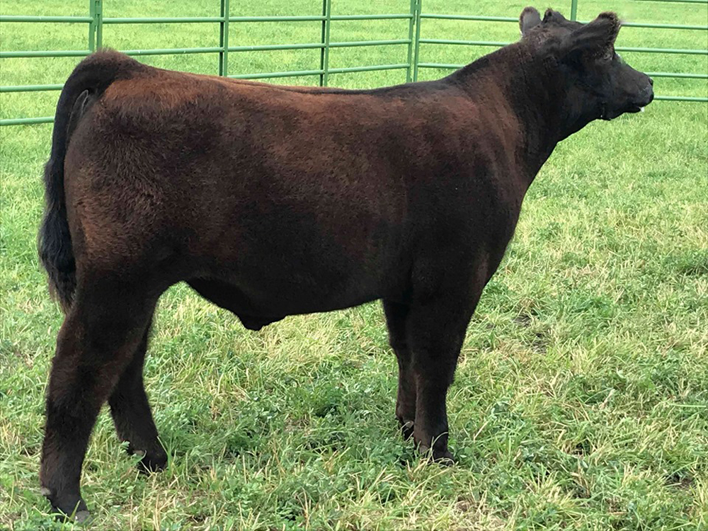 RCC Blog: JS Angus & Club Calves Online Sale