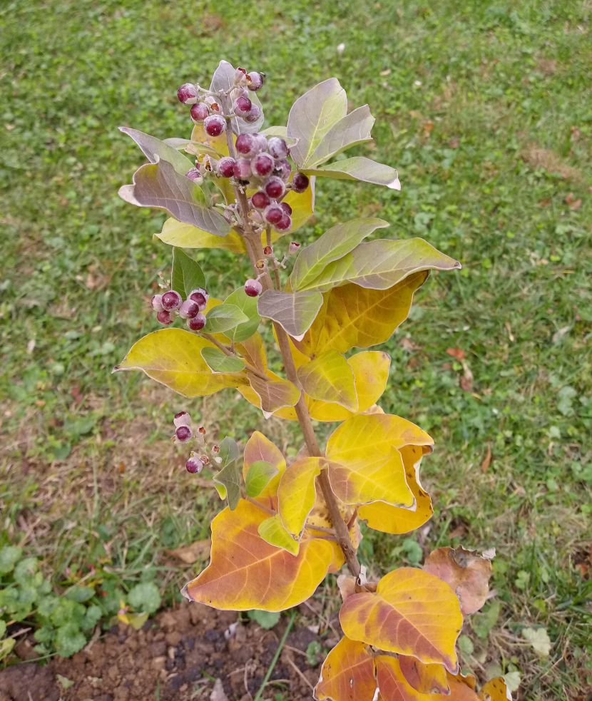 Future Plants by Randy Stewart: Vitex - the Chaste Tree family