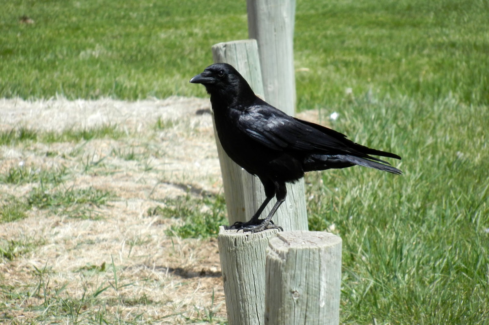 Fizzy Notions: American Crow