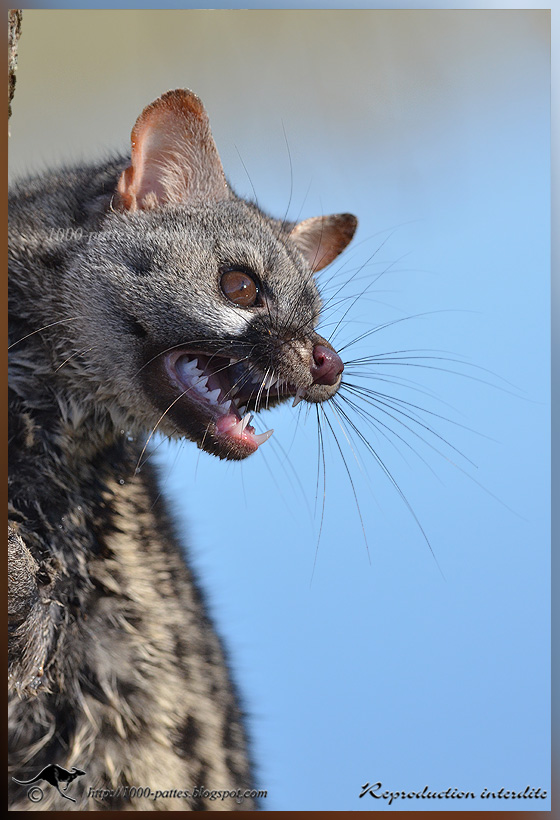 WILDLIFE GATEWAY: Genetta genetta