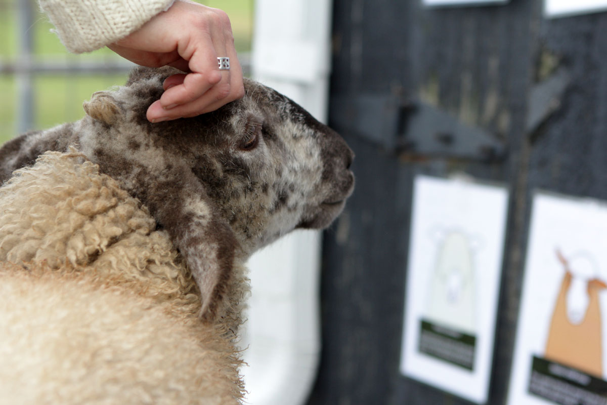 Punkin's Patch: 2015 Hug A Sheep Party