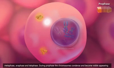 BIOconéctate: Ciclo Celular