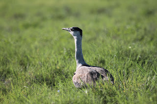 Central Australia Bird Photos: Australian Bustard - also known as Bush ...