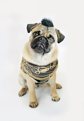 The Daily Puglet: PITYING FOOLS, YEAR 3!