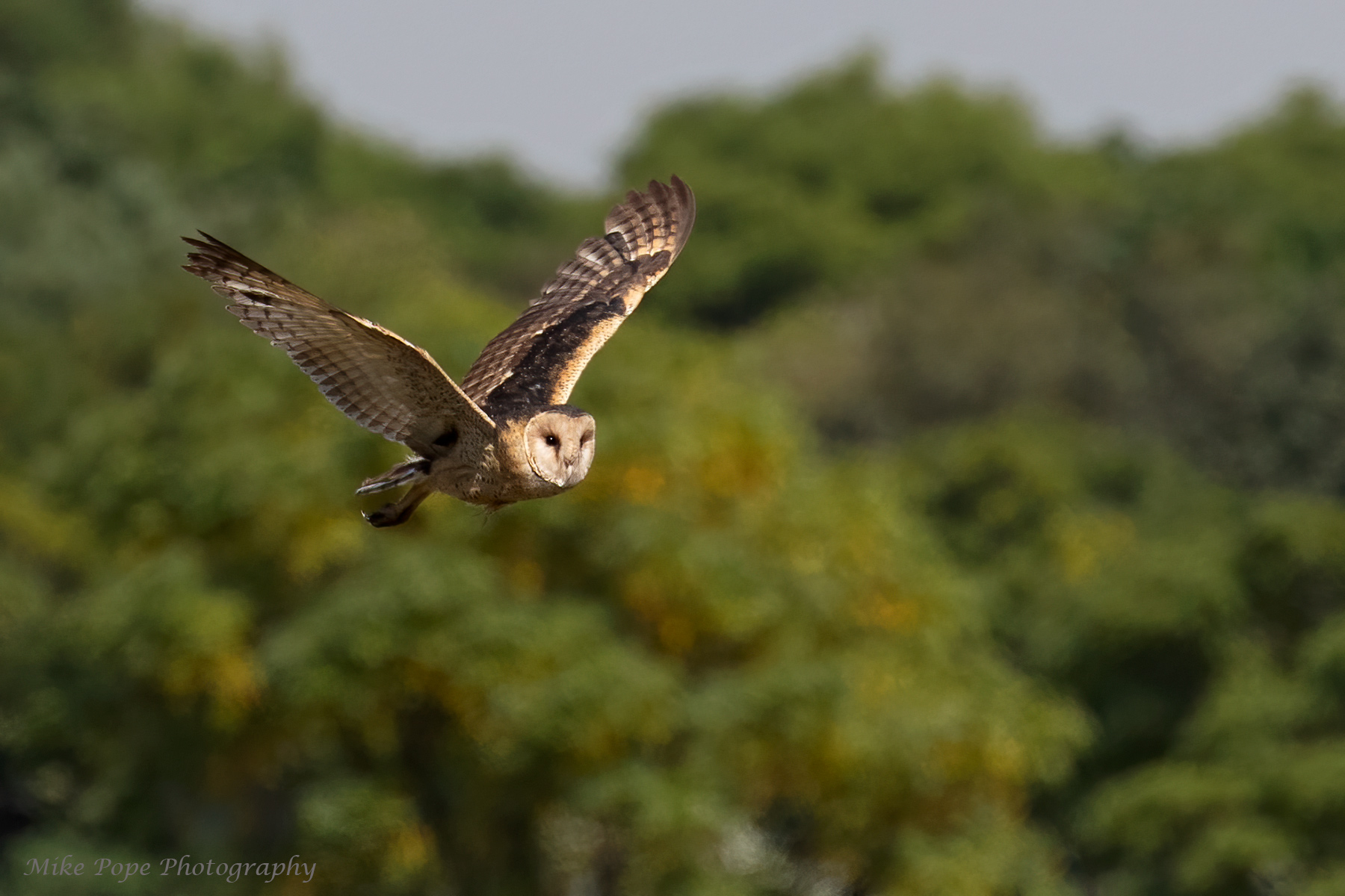 Birding | Photography | Adventure: GECKO; African Grass Owl