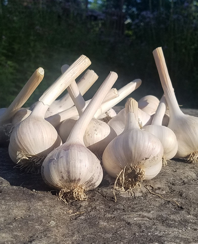 Poultry Mites | Natural Prevention and Treatment for your Chickens ...