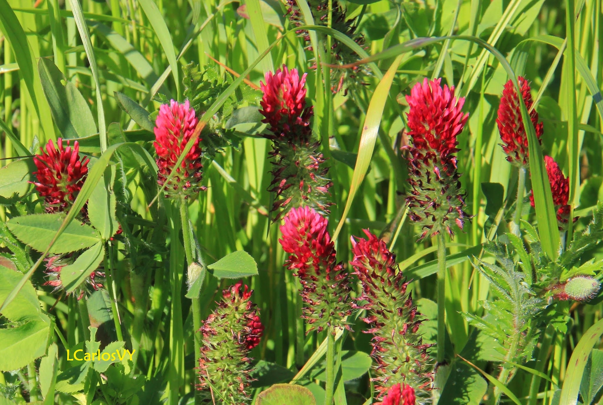 Plantas silvestres de Asturias: Trébol rojo, trébol encarnado ...