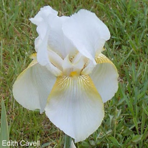 World of Irises: FRENCH IRIS FROM THE PAST NAMED AFTER LADIES